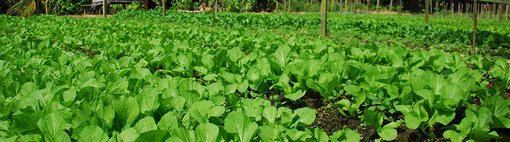 AllItems - All Assets